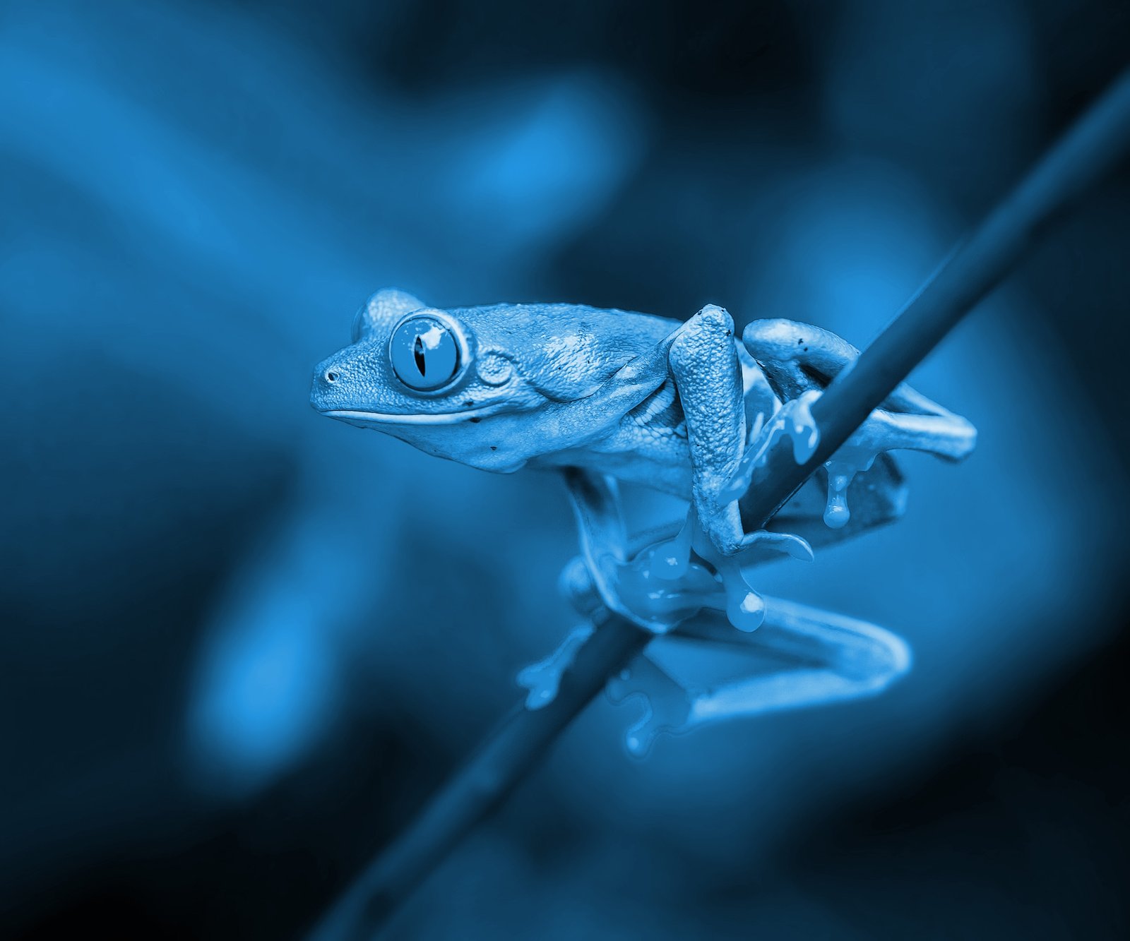 About us | Purple Frog