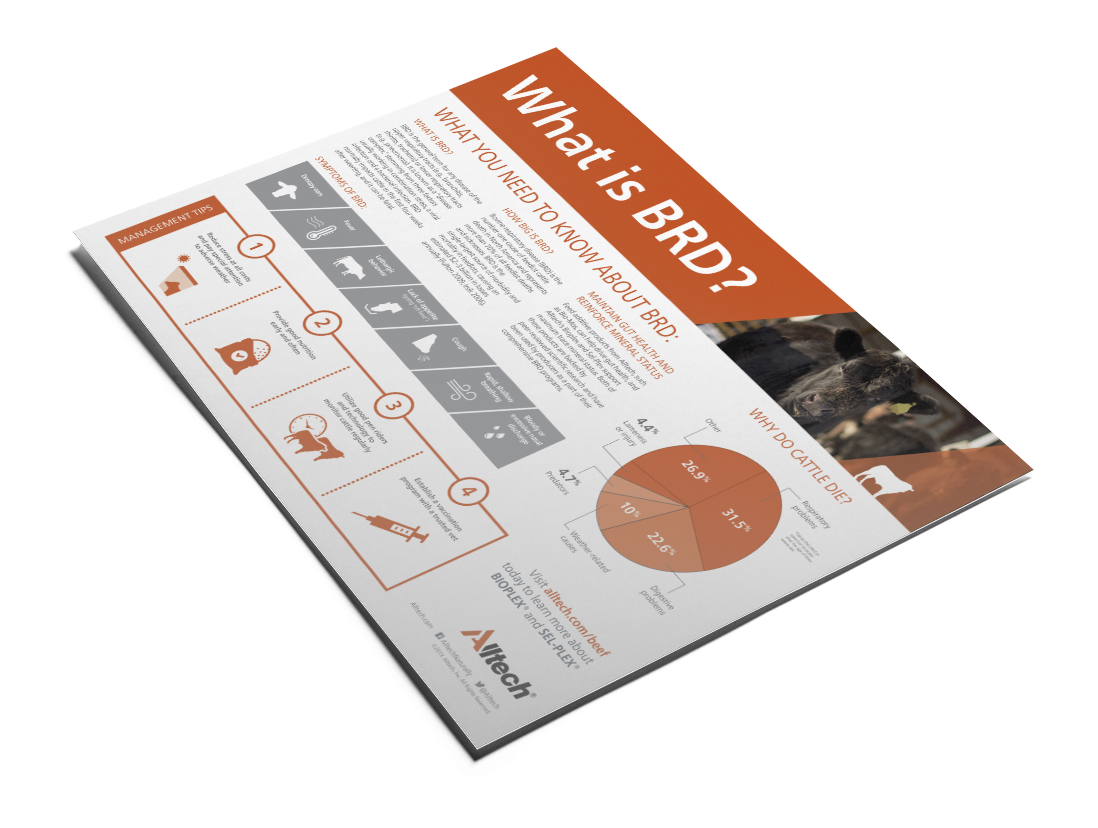 FREE Ultimate Guide on BRD