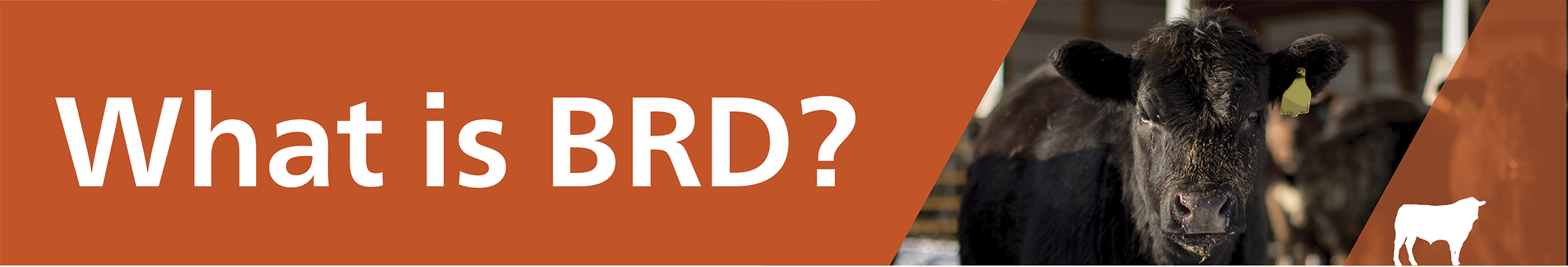 FREE Ultimate Guide on BRD