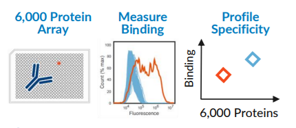 Specificity Testing for a SARS-CoV-2 Antibody Therapeutic
